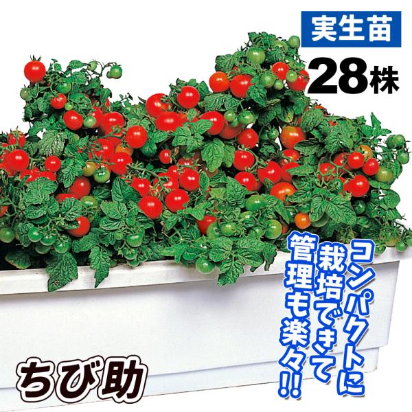 ●商品情報：草丈約30cmで支柱不要のミニトマト。コンパクトにまとまり、入念にわき芽をとらなくてもOK！ 食味良い豊産性品種。ベランダ栽培。●ミニトマト●果長（約）：2〜3cm●お届け状態：実生9cmポット苗 ●備考：※ポットの口の対角線ま...