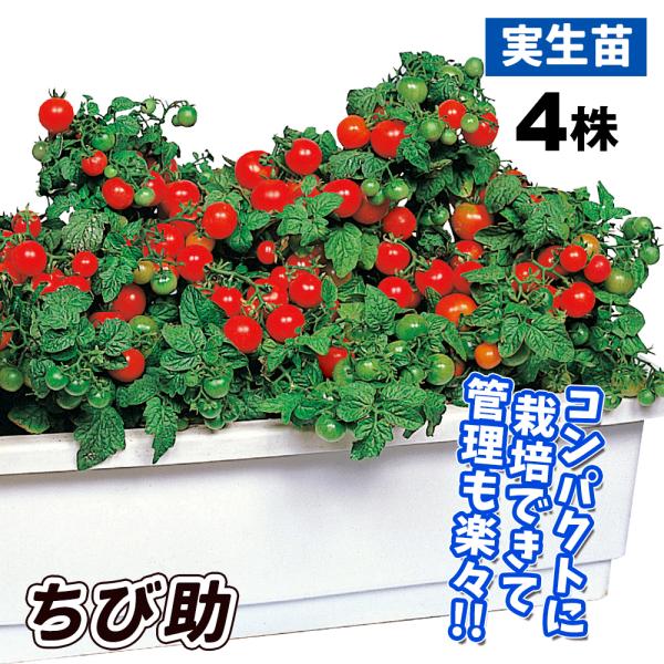 ●商品情報：草丈約30cmで支柱不要のミニトマト。コンパクトにまとまり、入念にわき芽をとらなくてもOK！ 食味良い豊産性品種。ベランダ栽培。●ミニトマト●果長（約）：2〜3cm●お届け状態：実生9cmポット苗 ●備考：※ポットの口の対角線ま...