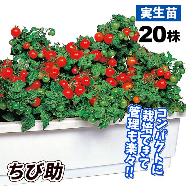 ●商品情報：草丈約30cmで支柱不要のミニトマト。コンパクトにまとまり、入念にわき芽をとらなくてもOK！ 食味良い豊産性品種。ベランダ栽培。●ミニトマト●果長（約）：2〜3cm●お届け状態：実生9cmポット苗 ●備考：※ポットの口の対角線ま...