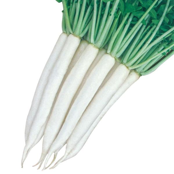 ●商品情報：角が立たない縁起野菜。関西の雑煮に欠かせない細長い大根。●根長（約）：3cm●用途：漬・煮物●お届け状態：種子●入り数の目安：10mlあたり約200〜400粒入り※品種により差があります。●発芽適温：15〜30℃※発芽させるには...