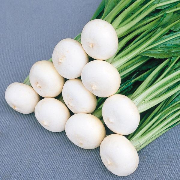 ●商品情報：奈良の伝統野菜。根も葉も美味しい。播種期が長く、丈夫。●根径（約）：4〜5cm●お届け状態：種子●入り数の目安：10mlあたり約1000〜1500粒入り※品種により差があります。●発芽適温：20〜25℃※発芽させるには播種床を上...