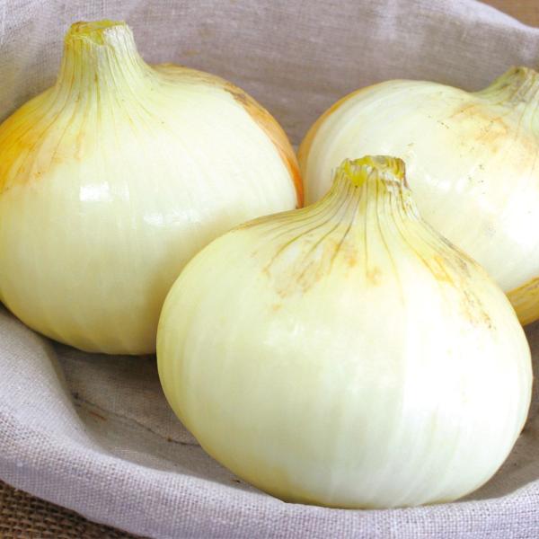 ●商品情報：辛味やエグミが少なく、口に入れた瞬間に甘さが感じられるほどの極良食味！ 瑞々しくジューシーで生食・サラダに最適。甲高でまん丸した形で揃い抜群。草勢が強く、肥料は控えめでもしっかり育つ！●球重（約）：300g●早晩性：極早生（収穫...