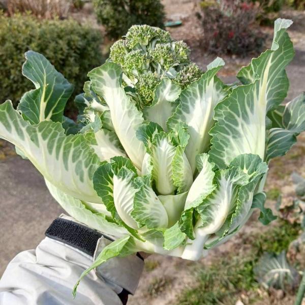●商品情報：見た目も楽しい新型花野菜！白と緑のコントラストが目を引く、アブラナ科のユニーク野菜。甘味が強くクセがないので、煮物やグリルなどどんな料理にも！ 生育期間が長く、花蕾は先端だけではなく側枝からも収穫可能。葉っぱも甘くて美味しく食べ...