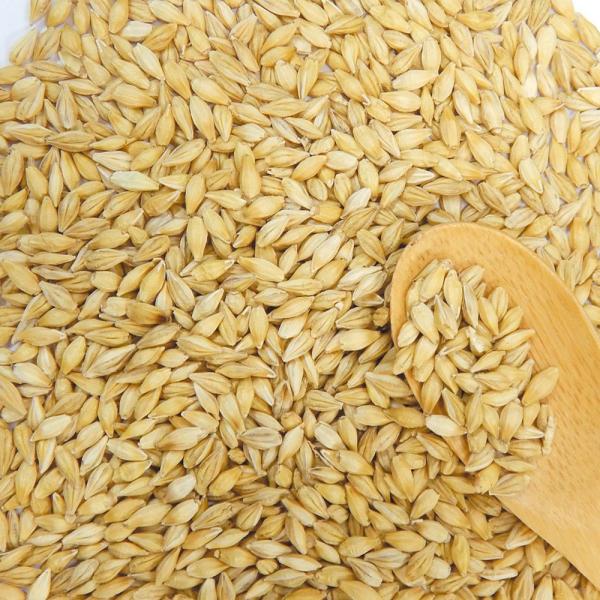 ●商品情報：精麦白度が高く、麦ごはんや麦茶にも向いています。倒伏に強く、耐寒性もある早生種です。●お届け状態：種子●播種目安：500g/1a※1a=100平方メートル●備考：播種や植え付け後の栽培条件、天候等によりその結果が異なることがあり...