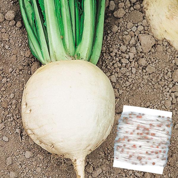●商品情報：京都の伝統野菜。千枚漬で有名な京都伝統の大かぶ。甘味が強く、非常に美味！●お届け状態：種子（シーダーテープ)●テープ長：15m●間隔とセット数：30cm間隔に4粒ずつ●発芽適温：20〜25℃※発芽させるには播種床を上記の温度にし...
