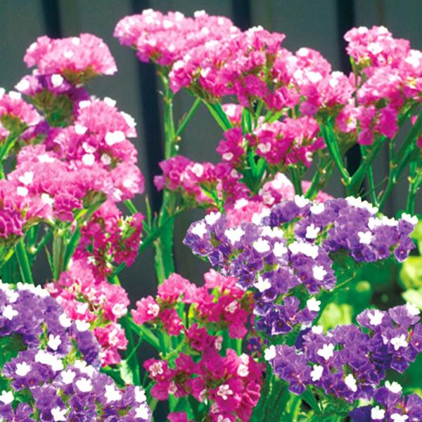 ●商品情報:鮮やかなミックス●お届け状態:種●分類:1年草●開花期:5〜7月●草丈:60cm●発芽適温:20℃●栽培適地:庭・鉢・切花※種子の粒数はおおよその目安を記載しております。実際の粒数とは多少差異がありますのでご了承下さい。また、粒...