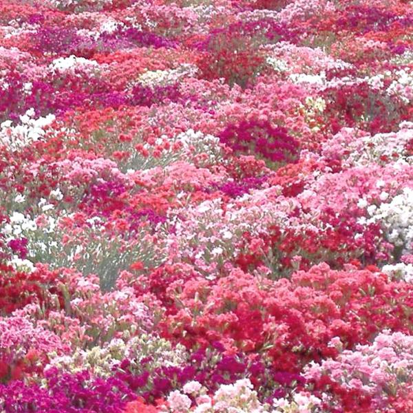 ●商品情報:プレゼントにも●お届け状態:種●分類:多年草●開花期:6〜8月●草丈:25cm●発芽適温:15〜20℃●栽培適地:庭・鉢・切花※種子の粒数はおおよその目安を記載しております。実際の粒数とは多少差異がありますのでご了承下さい。また...