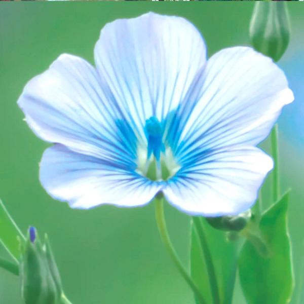 ●商品情報:澄んだブルーの花色●お届け状態:種●分類:1年草●開花期:5〜6月●草丈:50cm●栽培適地:庭・鉢・切花※種子の粒数はおおよその目安を記載しております。実際の粒数とは多少差異がありますのでご了承下さい。また、粒の形状・大きさは...
