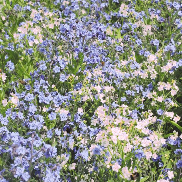 ●商品情報:美しい桃と青●お届け状態:種●分類:1年草●開花期:5〜6月●草丈:50cm●栽培適地:庭・鉢・切花※種子の粒数はおおよその目安を記載しております。実際の粒数とは多少差異がありますのでご了承下さい。また、粒の形状・大きさは、採種...