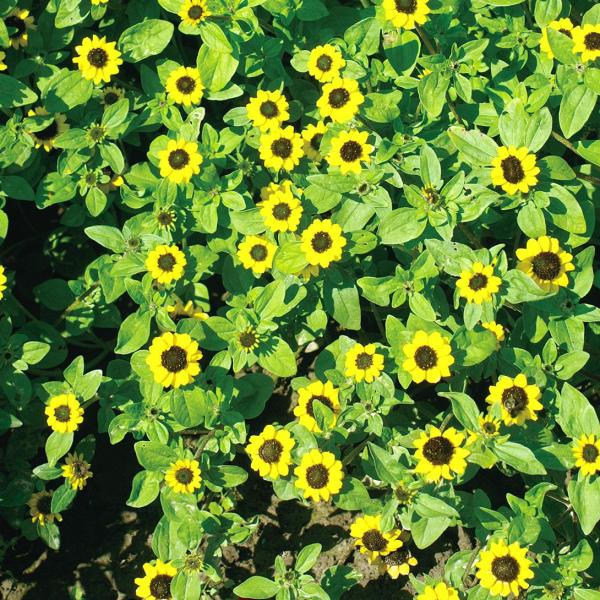 ●商品情報群植させると見事●お届け状態種●分類1年草●花期(約)6〜9月●草丈(約)10cm●発芽適温：15〜20℃●栽培適地:庭・鉢・切花※種子の粒数はおおよその目安を記載しております。実際の粒数とは多少差異がありますのでご了承下さい。ま...