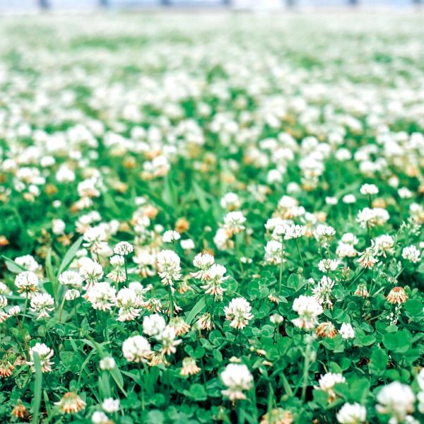 ●商品情報生育旺盛   ●お届け状態種子   ●発芽適温 20〜25℃   ●分類多年草   ●開花時期4〜7月   ●草丈20〜30cm   ●備考※種子の粒数は、目安を記載しております。実際の粒数と差異がありますが、ご了承ください。採種...