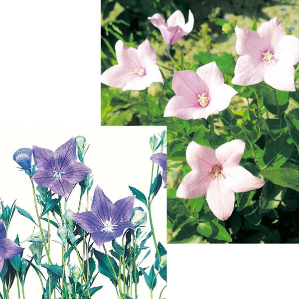 ●商品情報：紫とピンクが楽しめる●お届け状態：種●分類：多年草●花期(約)：6〜10月●草丈(約)：50〜60cm ※種子の粒数はおおよその目安を記載しております。実際の粒数とは多少差異がありますのでご了承下さい。また、粒の形状・大きさは、...