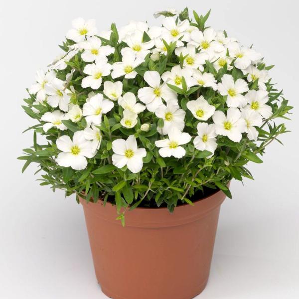 ●商品情報可愛い小花●お届け状態種●分類多年草 ●花期(約)3〜5月 ●草丈(約)5〜10cm ●発芽適温20℃ ●栽培適地庭・鉢※種子の粒数はおおよその目安を記載しております。実際の粒数とは多少差異がありますのでご了承下さい。また、粒の形...