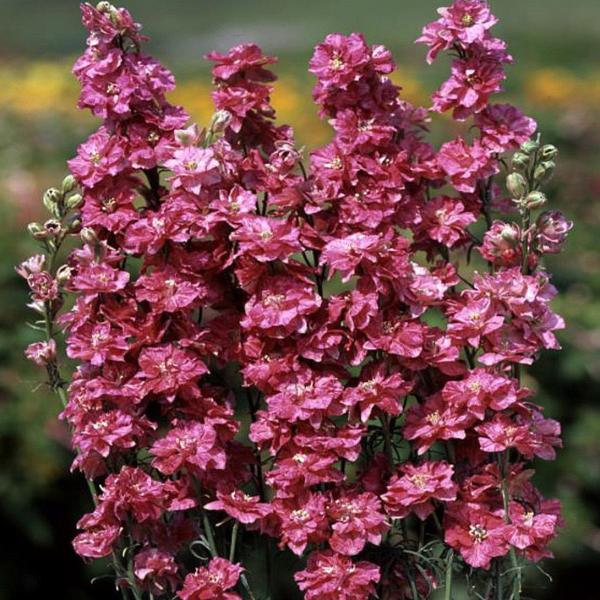 ●商品情報:目の覚めるような鮮やかな発色で、切花のアクセントに●お届け状態:種●分類:1年草●開花期:5〜7月●草丈：80〜120cm●発芽適温：15〜20℃●栽培適地:庭・鉢・切花※種子の粒数はおおよその目安を記載しております。実際の粒数...