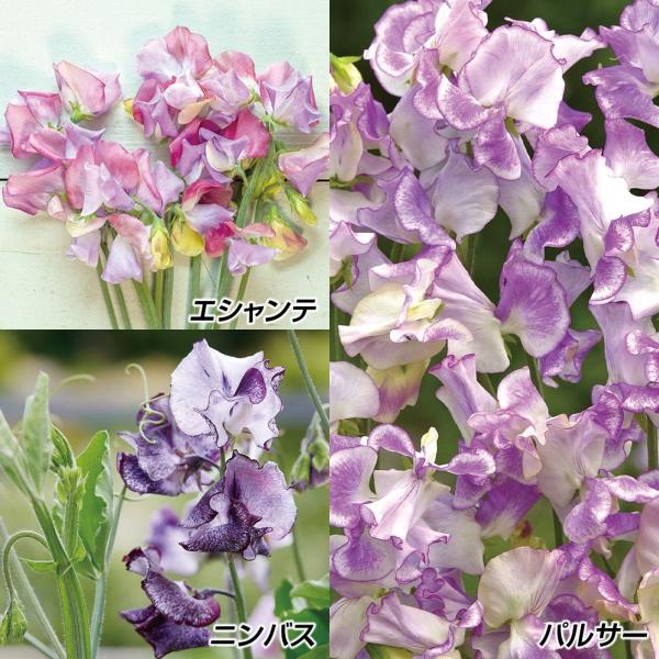 セット内容ニンバス・エシャンテ・パルサー/各1袋●商品情報:弊社おすすめのスイートピーをお得なセットに。癒しの香りと、美しいフリルでお庭をエレガントに。●お届け状態:種●分類:1年草●開花期:3〜5月●草丈：つる性●発芽適温：15℃●栽培適...