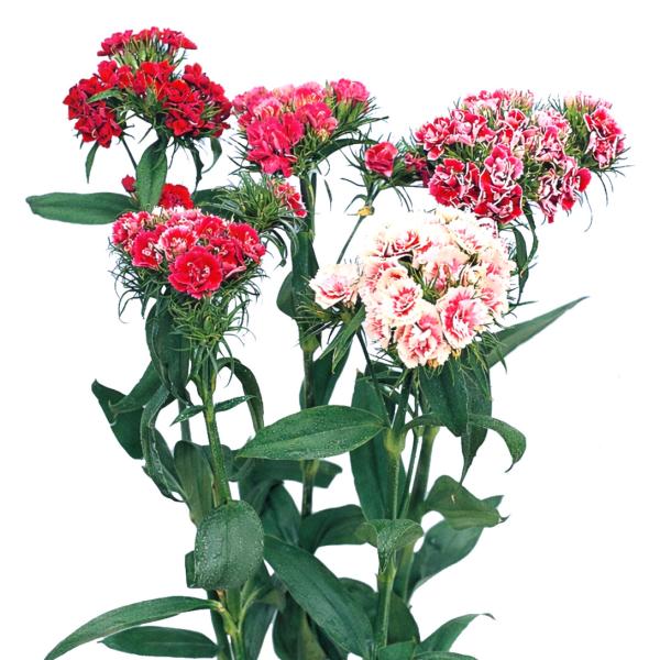 ●商品情報八重咲きの豪華な花弁のミックス。   ●お届け状態 種   ●分類 多年草   ●開花期 春〜秋   ●草丈40〜60cm   ●発芽適温15〜20℃   ●栽培適地庭・鉢・切花   ●備考播種や植え付け後の栽培条件、天候等により...