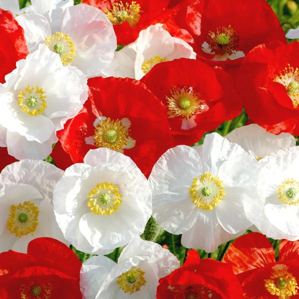 ●商品情報：鮮やかな赤色と純白の花が美しいポピー。●お届け状態：種●分類：1年草●花期(約)：6〜9月●草丈(約)：40〜50cm●備考：※種子の粒数はおおよその目安を記載しております。実際の粒数とは多少差異がありますのでご了承下さい。また...