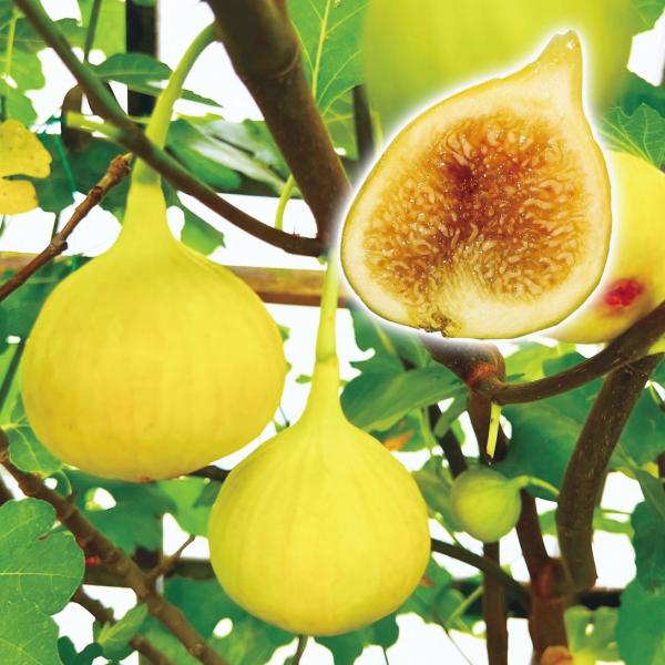 ●商品情報：蜂蜜のような極甘大実イチジクの接木苗!  平均糖度は23度で最高糖度は30度になることも！。●お届け状態：接木1年生苗●分類：落葉樹●生長後の樹高(約)：3〜4.5ｍ●収穫時期(約)夏果：6月〜7月秋果：8月〜10月●日照：日な...
