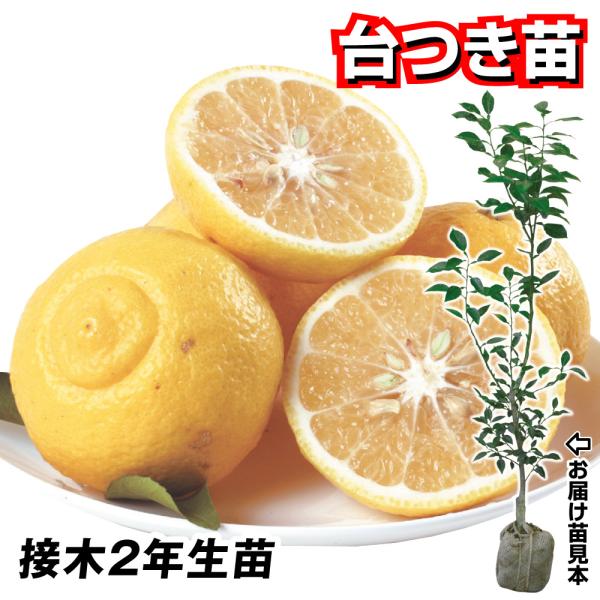 ●商品情報：薄黄色の果皮からは酸っぱそうに見えますが、最高糖度13度と甘く、苦味がほぼなくさっぱりとした味わいで美味しいみかん。サラダにもオススメ。果重約200g。【台つき苗とは】通常お届けする苗木は、時期になると掘り起こし、根についた土を...
