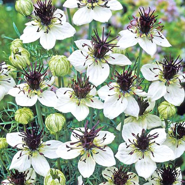お届け状態種子分類1年草花期初夏成長後の草丈30〜40cm発芽適温(約)20℃栽培適地庭・鉢・切花ご注意点※種子の粒数は目安を配慮しております。実際の粒数と差異がありますのでご了承ください。また、採種条件により多少粒状態・大きさが異なります...