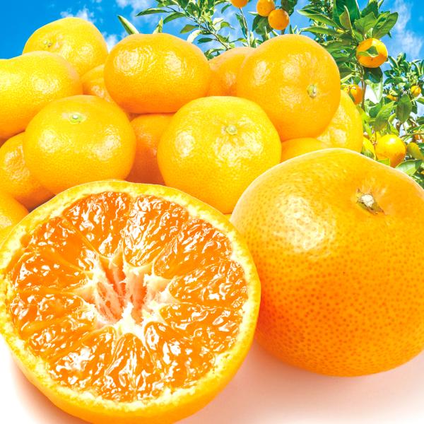 ●商品情報：海に面した山の斜面で、紀伊水道から流れ込むミネラルたっぷりの潮風と、沢山の太陽光を浴びて絶妙に熟した、コク深く甘いみかん。●産地：和歌山県●規格・サイズ：2L〜4L●入数の目安：-●配送形態：-●配送温度：常温便●備考：※ご家庭...