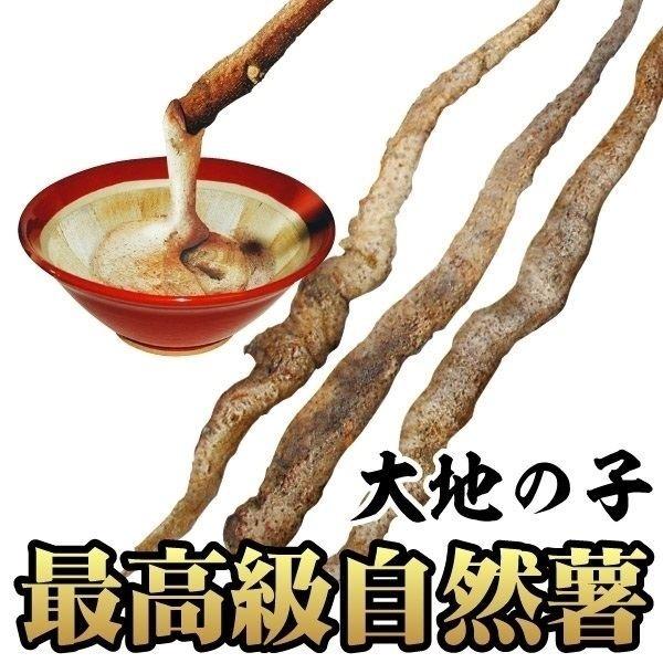 最高級の品質を誇るじねんじょ●商品情報：天然じねんじょの中でも、特に生命力の強いものを選抜・育成して誕生した最高級品種!一般の品種と比べて葉が厚く、野性味あふれるガッチリ型で、天候不順でも力強く育ちます。皮ごとトロロにでき、比類ない強い粘り...