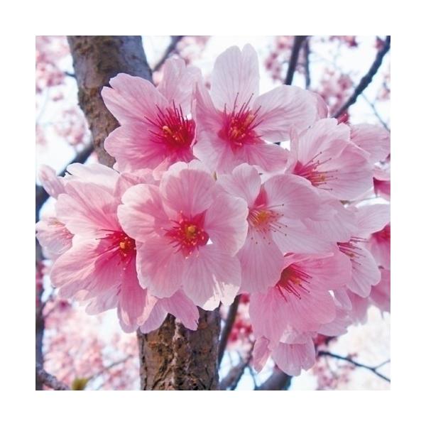 ●商品情報：大輪で花色が濃く、遠くからでも目立つ桜です。●お届け状態：接木1年生根巻苗※上部を切り戻した状態でのお届けになる場合があります。●分類：落葉樹●花期(約)：4月上旬〜●花径(約)：大輪●樹高(約)：3〜8m●日照：日なた●耐寒性...
