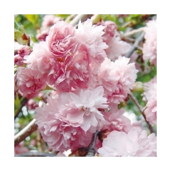 ●商品情報：しだれ桜の中で最も花弁数が多く、最高のボリューム感!●お届け状態：接木1年生根巻苗※上部を切り戻した状態でのお届けになる場合があります。●分類：落葉樹●花期(約)：4月中旬〜●花径(約)：大輪●樹高(約)：3〜8m●日照：日なた...