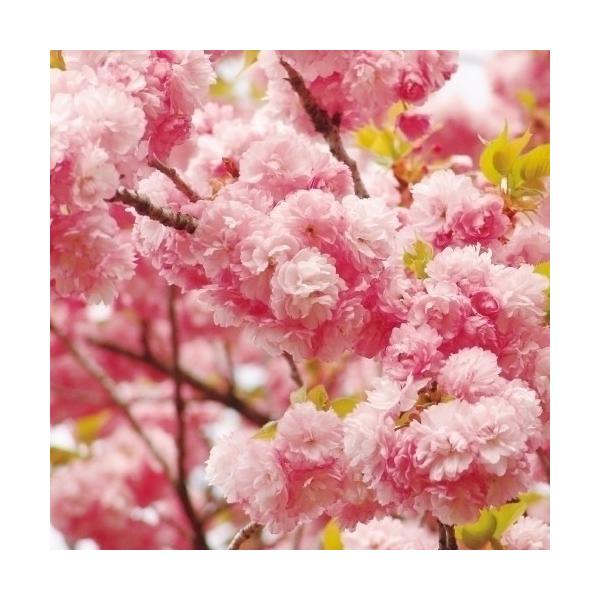 ●商品情報：やや花期が長く、花色が濃い桜。●お届け状態：接木1年生根巻苗※上部を切り戻した状態でのお届けになる場合があります。●分類：落葉樹●花期(約)：4月下旬〜●花径(約)：大輪●樹高(約)：3〜8m●日照：日なた●耐寒性：強/寒冷地で...