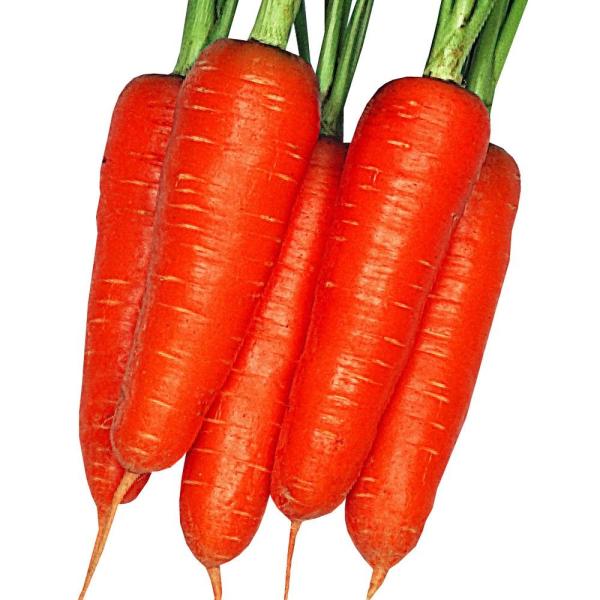 ●商品情報：旨味濃厚な五寸人参。 肉付き良い豊産種！トウ立ちが遅く、長期間種まきが可能。しかも耐病性に優れ生育も旺盛です。●根長（約）：15cm●お届け状態：種子●入り数の目安：10mlあたり約2000〜3000粒入り※品種により差がありま...