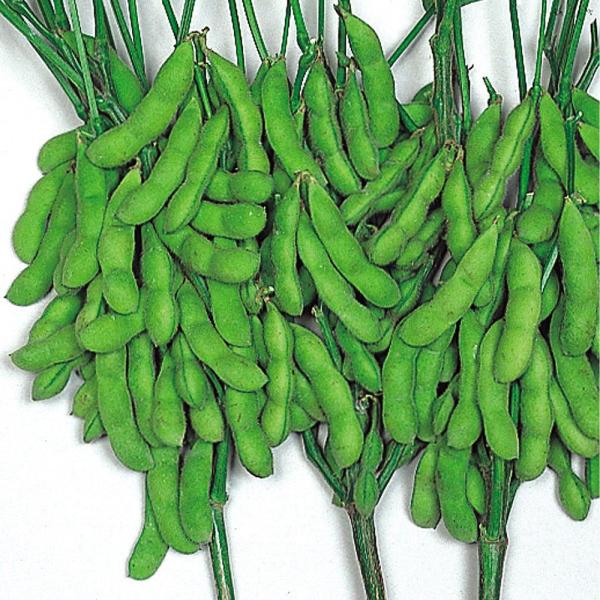 ●商品情報：生育早く豊産性！ 白毛大莢で3粒莢率が高い豊産性枝豆。生育スピードが速く、低温伸長性にも優れます。●早晩性：早生●お届け状態：種子●入り数の目安：30mlあたり約60〜90粒※品種により差があります。●発芽適温：25〜30℃※発...