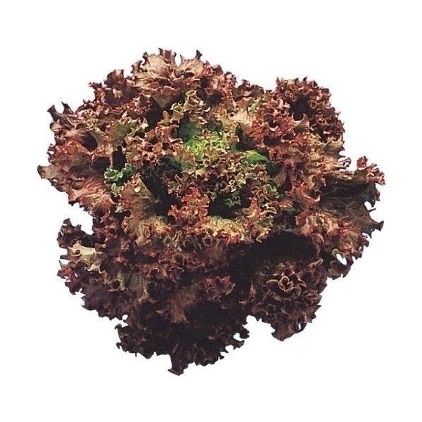 ●商品情報：長期収穫可能で、播種期も長くお得！ サラダで美味しいリーフレタスの定番。●球重（約）：300g●早晩性：早生 ●お届け状態：種子●入り数の目安：5mlあたり約1500〜2000粒入り※品種により差があります。●発芽適温：15〜2...