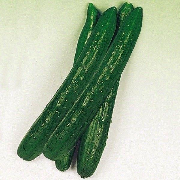 ●商品情報：性質強健で暑さに強く栽培しやすい、地ばいキュウリの代表的品種です。栽培期間が長く多収性で、子・孫づるに着果するので地面にはわせて栽培できます。面倒な支柱立ても不要な省力キュウリです。もちろん支柱栽培も出来ます。家庭菜園に向いてい...