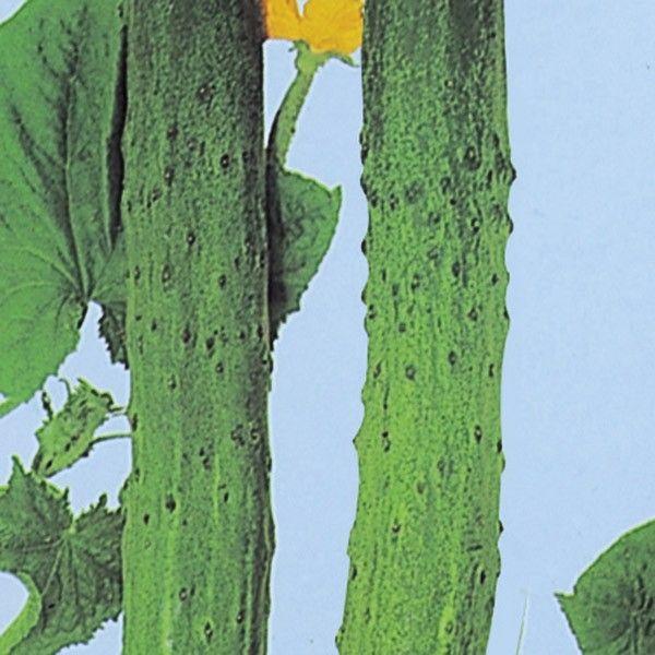 ●商品情報：肉質良く食味良好！　耐病性に優れ栽培しやすい豊産種。●果長（約）：23cm●お届け状態：種子●入り数の目安：1mlあたり約15〜20粒入り※品種により差があります。●発芽適温：25〜30℃※発芽させるには播種床を上記の温度にして...