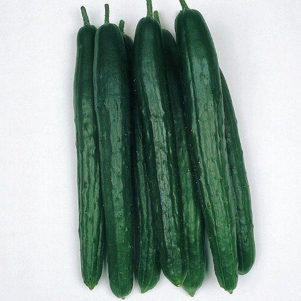 ●商品情報：持久力があり、超多収！　耐候性と耐病性にすぐれ、強力な茎葉と強力な中側枝、超多収品種です。果色は光沢の良いグリーン。最長22cm位で見事な果形、歯切れ　食味共に良好！●果長（約）：22cm●お届け状態：種子●入り数の目安：1ml...
