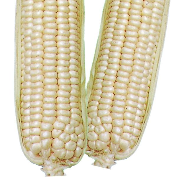 ●商品情報：素朴な甘さと食感で人気!　でんぷん質が多く餅のような粘りがあります。●早晩生：中生●お届け状態：種子●入り数の目安：30mlあたり約90〜100粒※品種により差があります。●発芽適温：25〜30℃※発芽させるには播種床を上記の温...