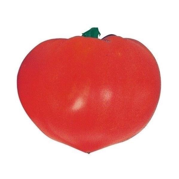 ●商品情報：果皮が薄く果肉が厚く柔らかで、食味良好!●果重（約）：250g●早晩性：早生●お届け状態：種子●入り数の目安：1mlあたり約60〜80粒※品種により差があります。●発芽適温：20〜30℃※発芽させるには播種床を上記の温度にしてく...