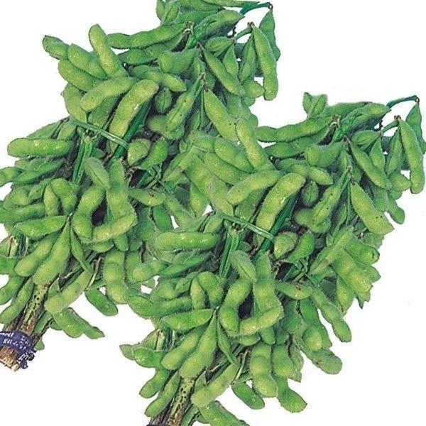 ●商品情報：極めて莢つき良く栽培容易です。莢色も美しい!●早晩性：早生●お届け状態：種子●入り数の目安：30mlあたり約60〜90粒※品種により差があります。●発芽適温：20〜30℃※発芽させるには播種床を上記の温度にしてください。●標準発...