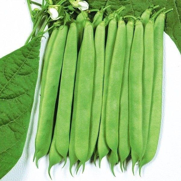 ●商品情報：多肉質で柔らかい多収品種！●早晩性：早生●莢長（約）：14cm●つるの有無：つるなし●お届け状態：種子●入り数の目安：40mlあたり約100〜150粒※入り数は目安です。品種により差があります。●発芽適温：23〜25℃※発芽させ...