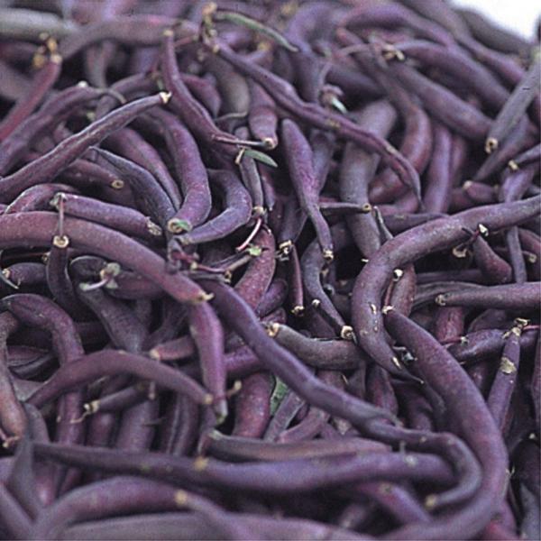 ●商品情報：甘味強く、食味良好な、珍しい紫色のインゲン！●早晩性：早生●莢長（約）：14cm●つるの有無：つるなし●お届け状態：種子●入り数の目安：40mlあたり約100〜150粒入※入り数は目安です。品種により差があります。●発芽適温：2...