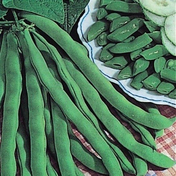 ●商品情報：安定した収量の美味菜豆。●早晩性：中生●莢長（約）：24cm●つるの有無：つるあり●お届け状態：種子●入数の目安：40mlあたり約100〜150粒●発芽適温：25〜30℃※発芽させるには播種床を上記の温度にしてください。●標準発...