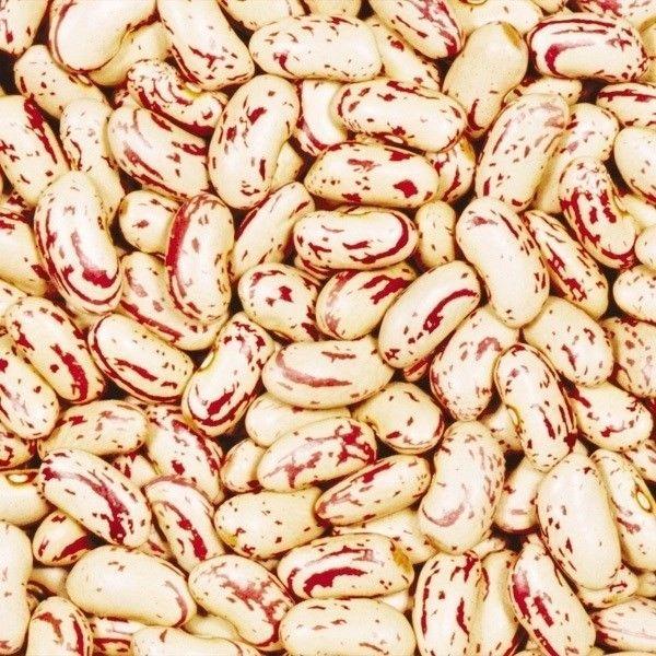 ●商品情報：煮豆に最適の豊産性つるなし品種！ 軟らかくて調理しやすく、食味抜群で栄養価も高い野菜です。●莢長（約）：12〜15cm●つるの有無：つるなし●お届け状態：種子●発芽適温：15〜20℃※発芽させるには播種床を上記の温度にしてくださ...