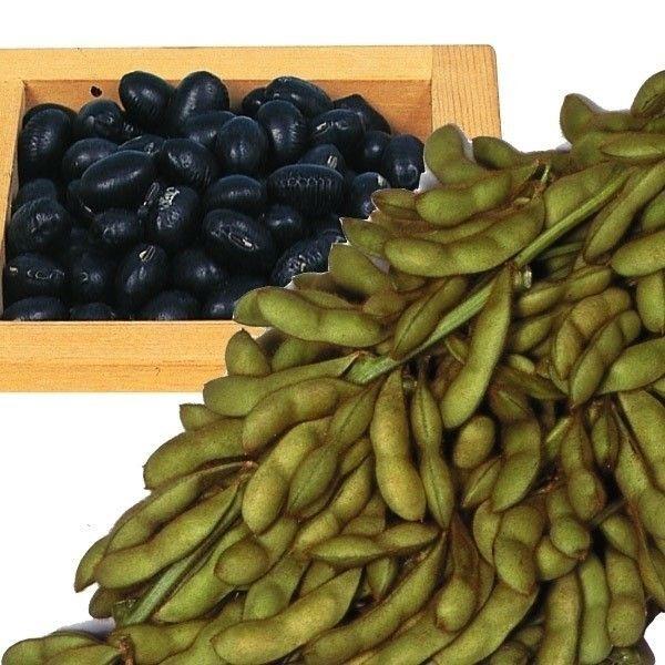 ●商品情報：正月用煮豆。黒枝豆として食べて美味しい！●早晩性：中早生●莢長（約）：7cm●お届け状態：種子●入り数の目安：30mlあたり約60〜90粒※品種により差があります●発芽適温：25〜30℃※発芽させるには播種床を上記の温度にしてく...