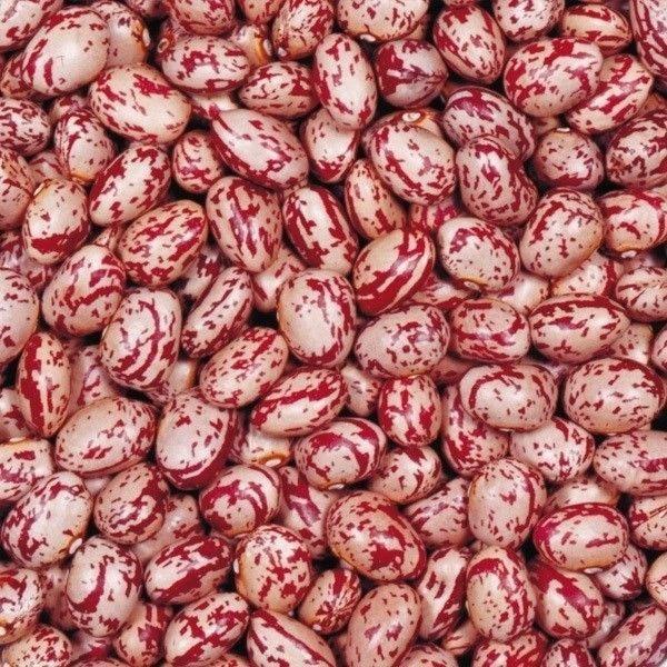 ●商品情報：暑さに強い大粒品種！ 莢はスジがなく美味。●つるの有無：つるあり●お届け状態：種子●入り数の目安：50mlあたり約100〜150粒入り※入り数は目安です。品種により差があります。●発芽適温：25〜30℃※発芽させるには播種床を上...