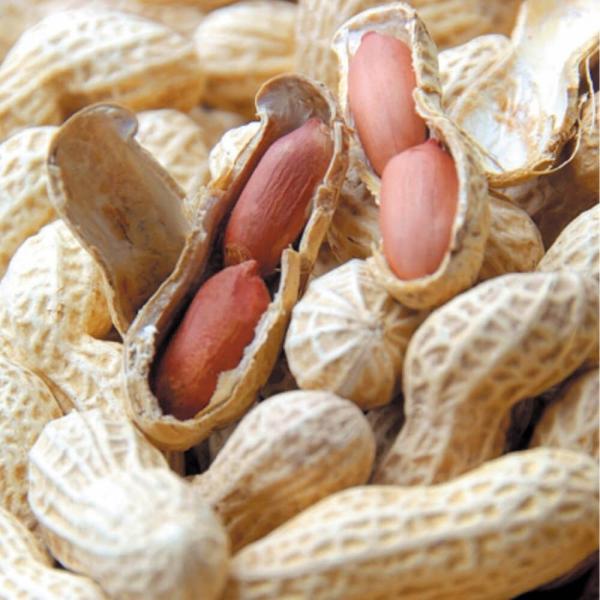 ●商品情報：栽培容易な豊産性品種！ 茹で落花生が絶品です。●早晩性：早生●莢長（約）：5cm●お届け状態：種子●入り数の目安：25mlあたり約15〜20粒※入り数は目安です。品種により差があります。●発芽適温：25〜30℃※発芽させるには播...