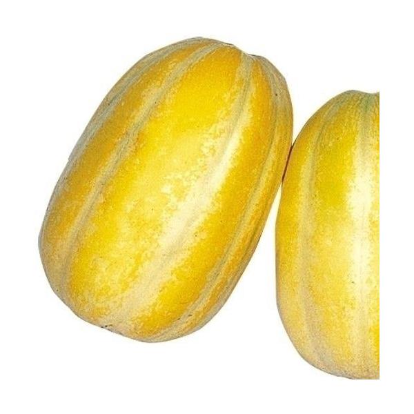 ●商品情報：高糖度で食味最高！ 耐暑性に優れ、生産安定性が高いまくわうりです。立てにうっすら線が入るのが特徴で、見た目も可愛らしく大人気！ 食感はサクサクしていて適度に歯ごたえがあり、さわやかな甘さがあって美味しいです。●果重（約）：350...