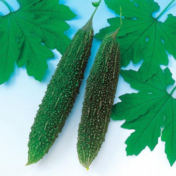 ●商品情報：濃緑で美しく果揃い抜群！ 苦味と旨味がクセになる！●果長（約）：25〜30cm●お届け状態：種子●入数の目安：10mlあたり8〜12粒※品種により差があります。●発芽適温：25〜30℃※発芽させるには播種床を上記の温度にしてくだ...