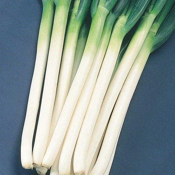 ●商品情報：耐暑・耐病性に優れた品種。軟白部の光沢が良く、しかも美味！●軟白部（約）：40cm●お届け状態：種子●入り数の目安：10mlあたり約1000〜1500粒入り※品種により差があります。●発芽適温：20℃前後※発芽させるには播種床を...