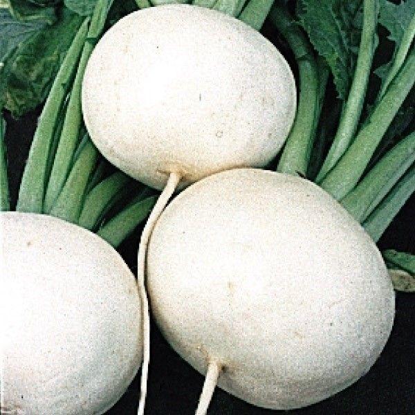 ●商品情報：食味良く、煮物・漬物に最適!美味と評判です。●根径（約）：10cm〜●お届け状態：種子●入数の目安：10mlあたり約1000〜1500粒※品種により差があります。●播種適温：20〜25℃※発芽させるには播種床を上記の温度にしてく...