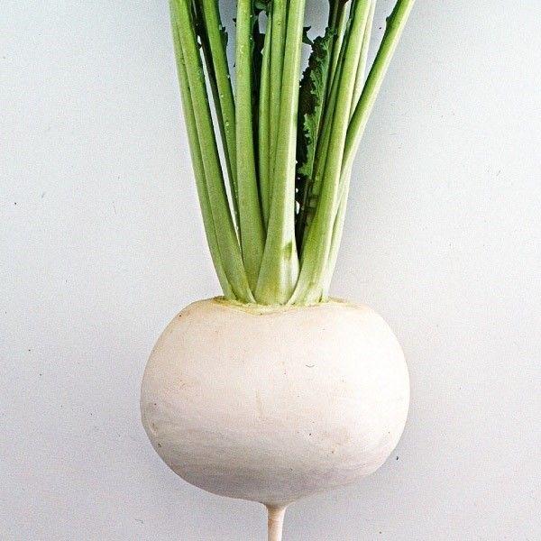 ●商品情報：肉質は軟らかく食味良好。実は腰高でよく揃います!●根径（約）：最大10cm●お届け状態：種子●入数の目安：10mlあたり約1000〜1500粒※品種により差があります。●播種適温：20〜25℃※発芽させるには播種床を上記の温度に...